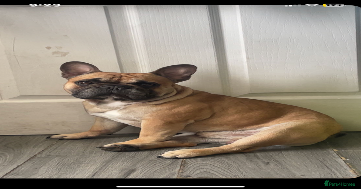 French bulldog boy for stud in Liverpool | Pets4Homes