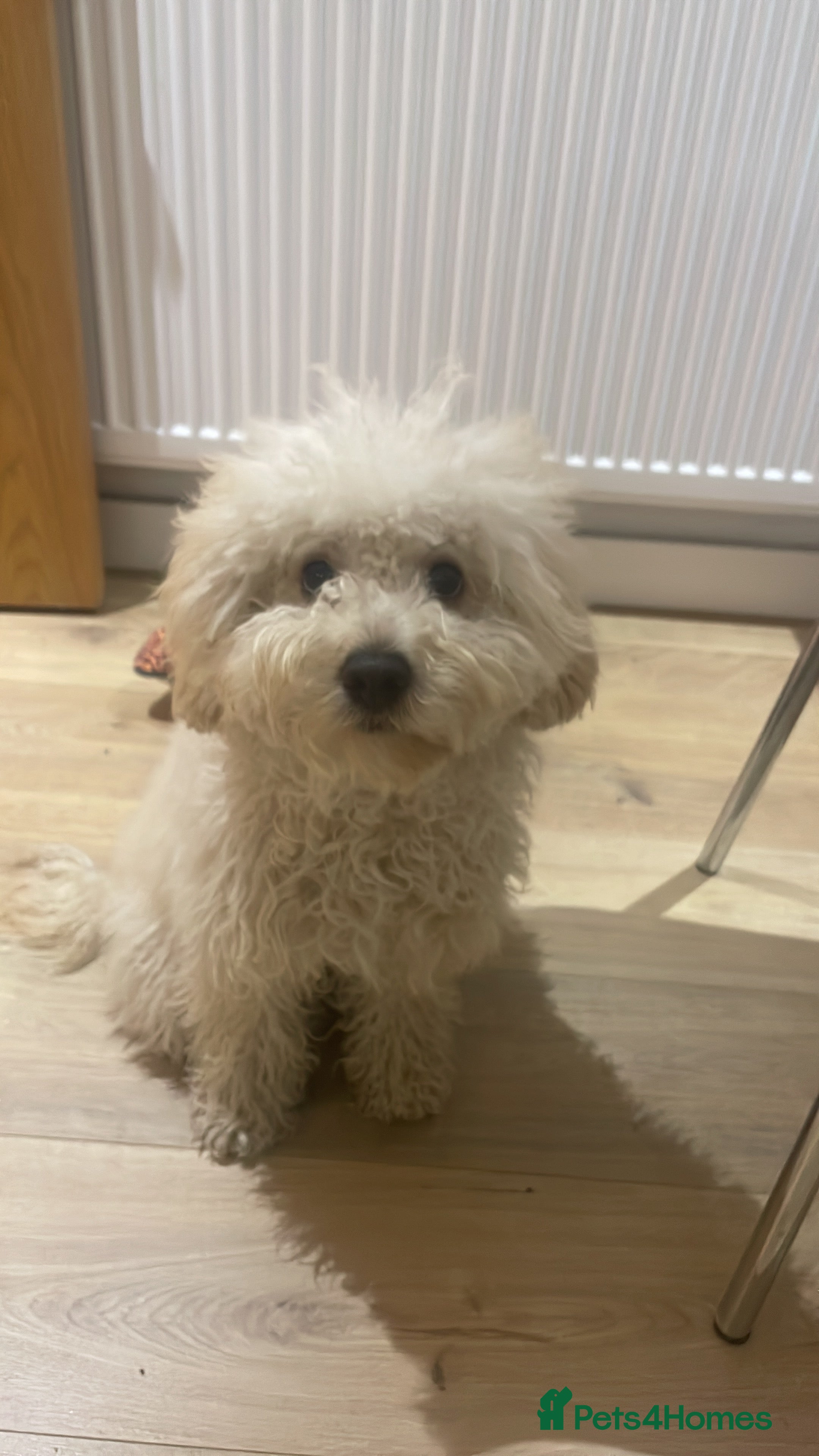 Cashew The Pimp Your Perfect Miniature Poodle Stud for stud in Enfield ...