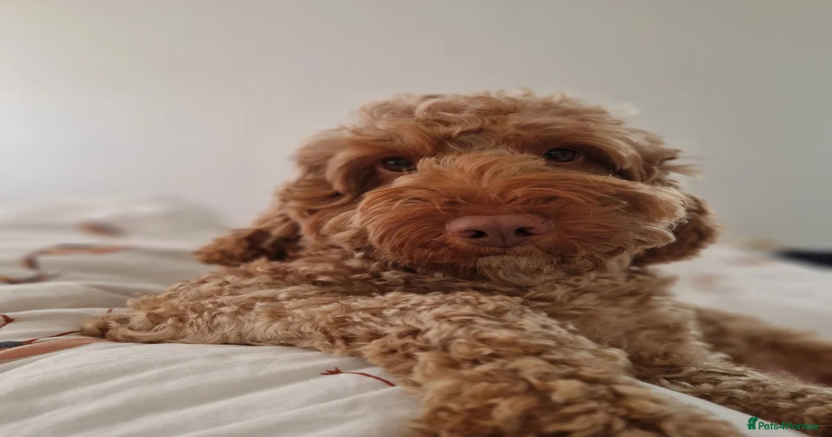*PROVEN* DNA TESTED F/F Gene Red Cockapoo Stud for stud in Coventry ...