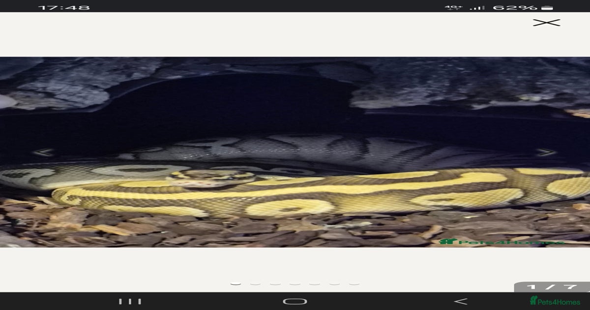 Banana hex royal python. for sale in Birmingham | Pets4Homes