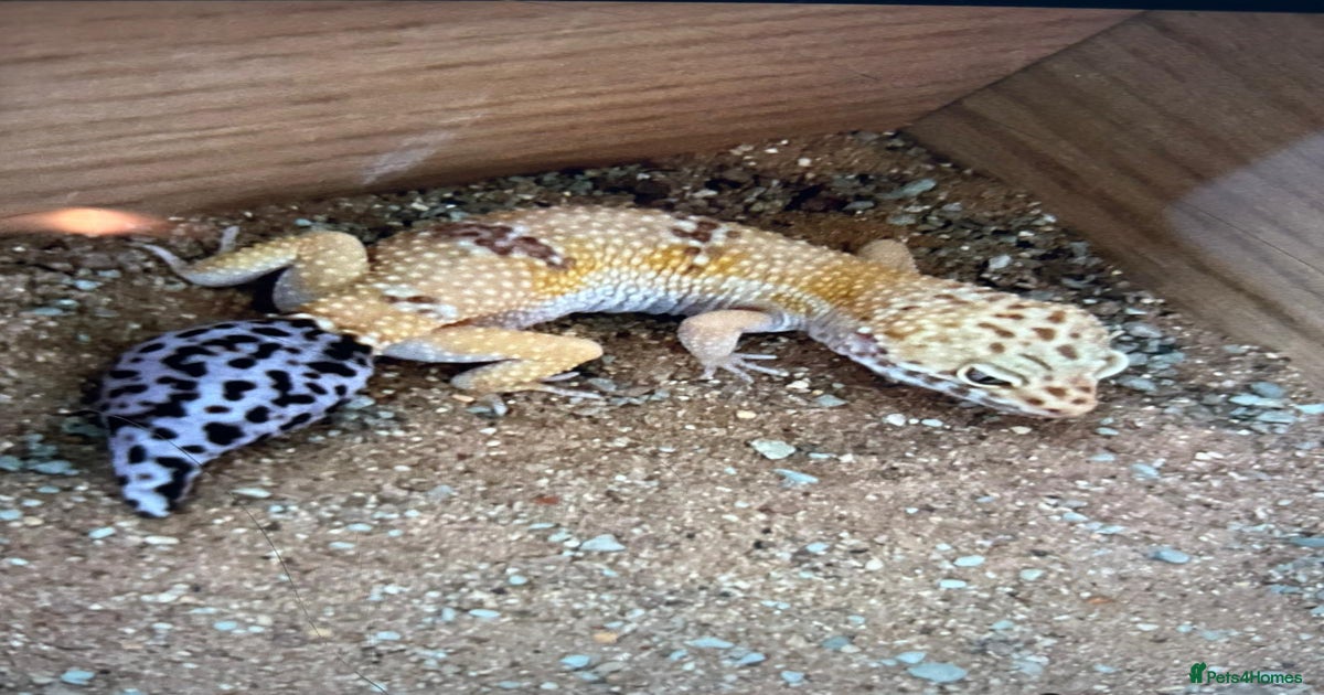 Leopard Ghekko Female with Full setup for sale in Tarporley | Pets4Homes
