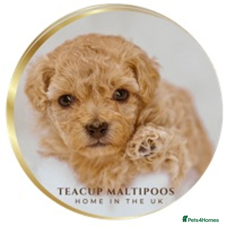 Standard Maltipoo puppies for sale | Pets4Homes
