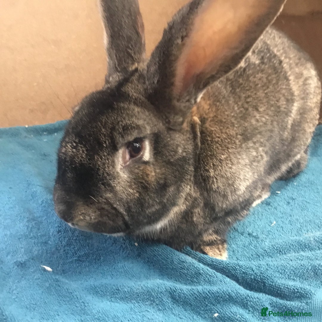 Flemish Rabbits Breed - Information, Temperament, Size & Price | Pets4Homes