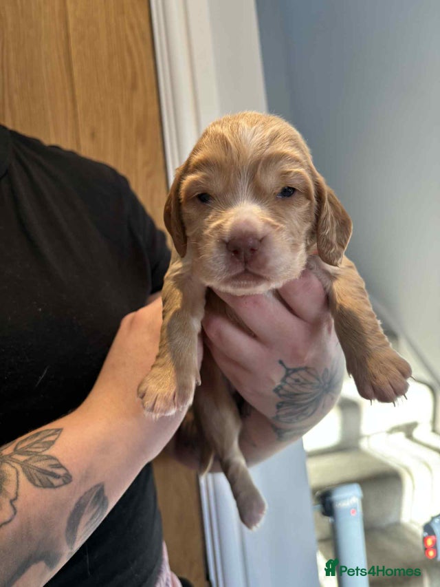 Working Cocker Spaniel Puppies for sale in Doncaster | Pets4Homes