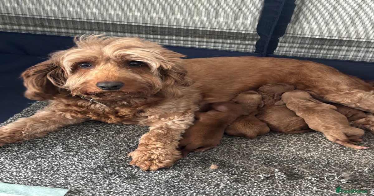 Cockapoo puppies for sale in Sunderland | Pets4Homes