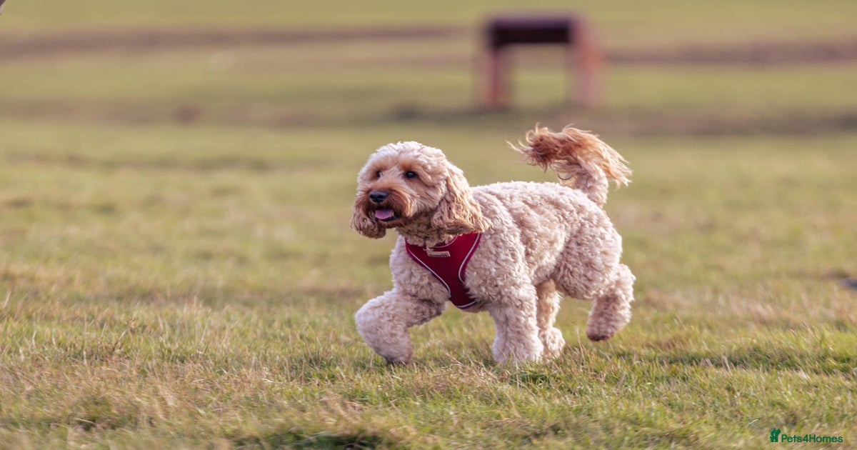 Henry is our stunning experienced Red F1 Cockapoo for stud in Cannock ...