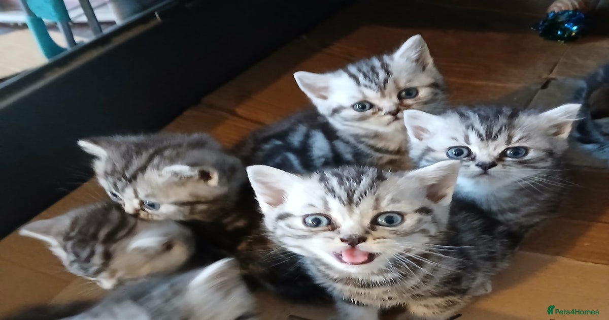 Bsh. Silver Tabby Classic .GCCF . for sale in Coventry | Pets4Homes