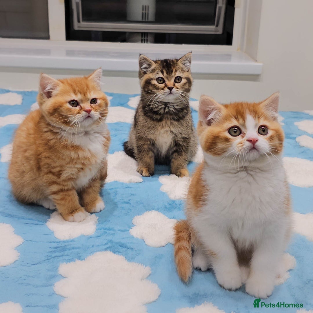 Brown British Shorthair kittens for sale | Pets4Homes