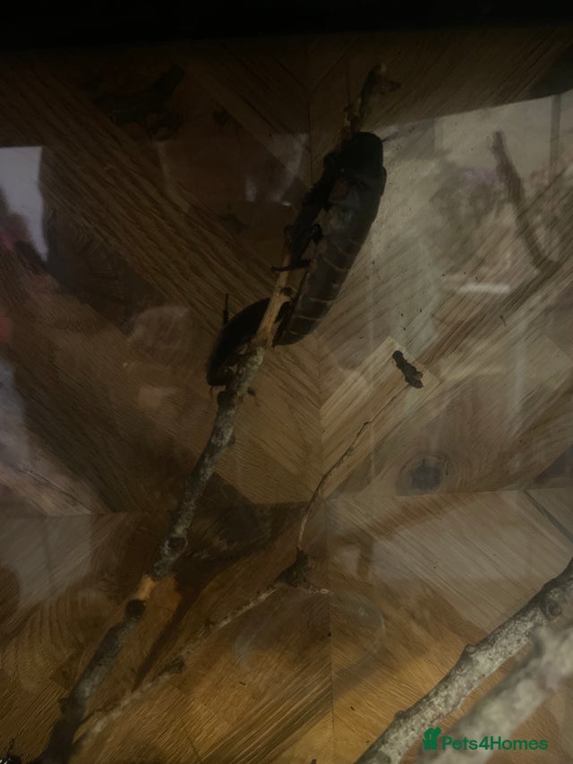 Free Madagascar Hissing Cockroaches for sale in Verwood | Pets4Homes