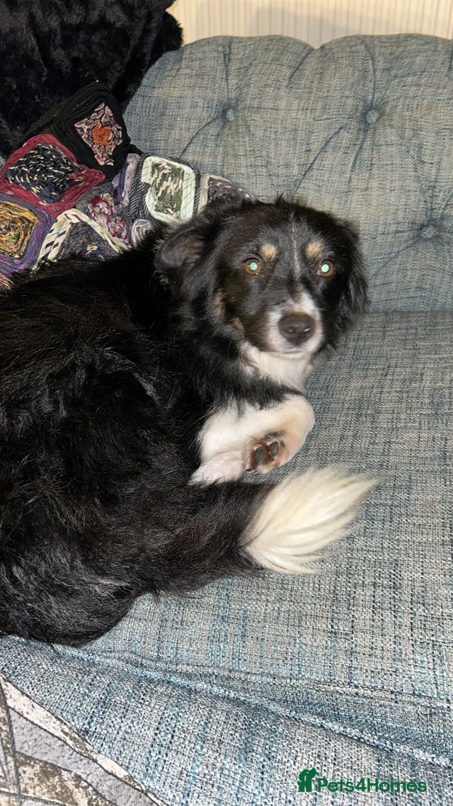 Amazing Neeka for adoption in Worcester | Pets4Homes