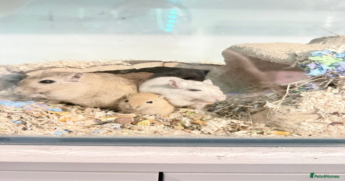 Baby gerbils for sale in Brighton | Pets4Homes