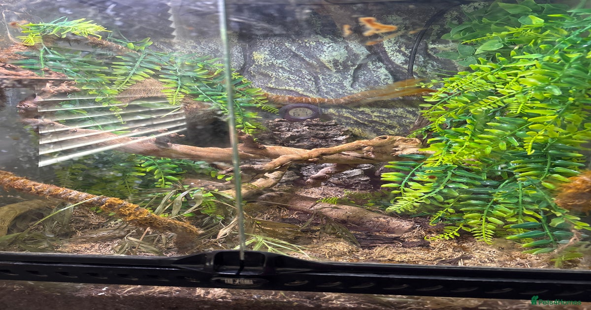 Gary the Gecko for sale in Cheltenham | Pets4Homes