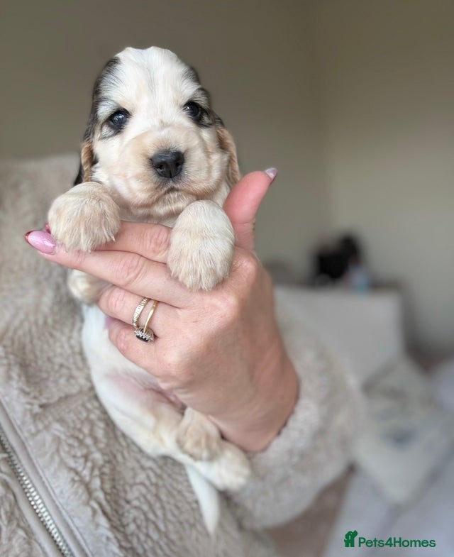 Quality kc show type cocker spaniels for sale in Spalding | Pets4Homes