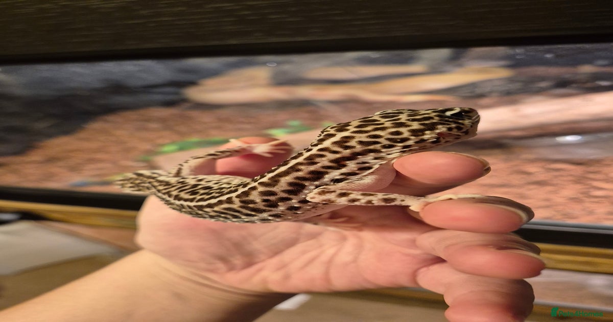 Breeding pair of super/ mack snow leopard geckos for sale in ...