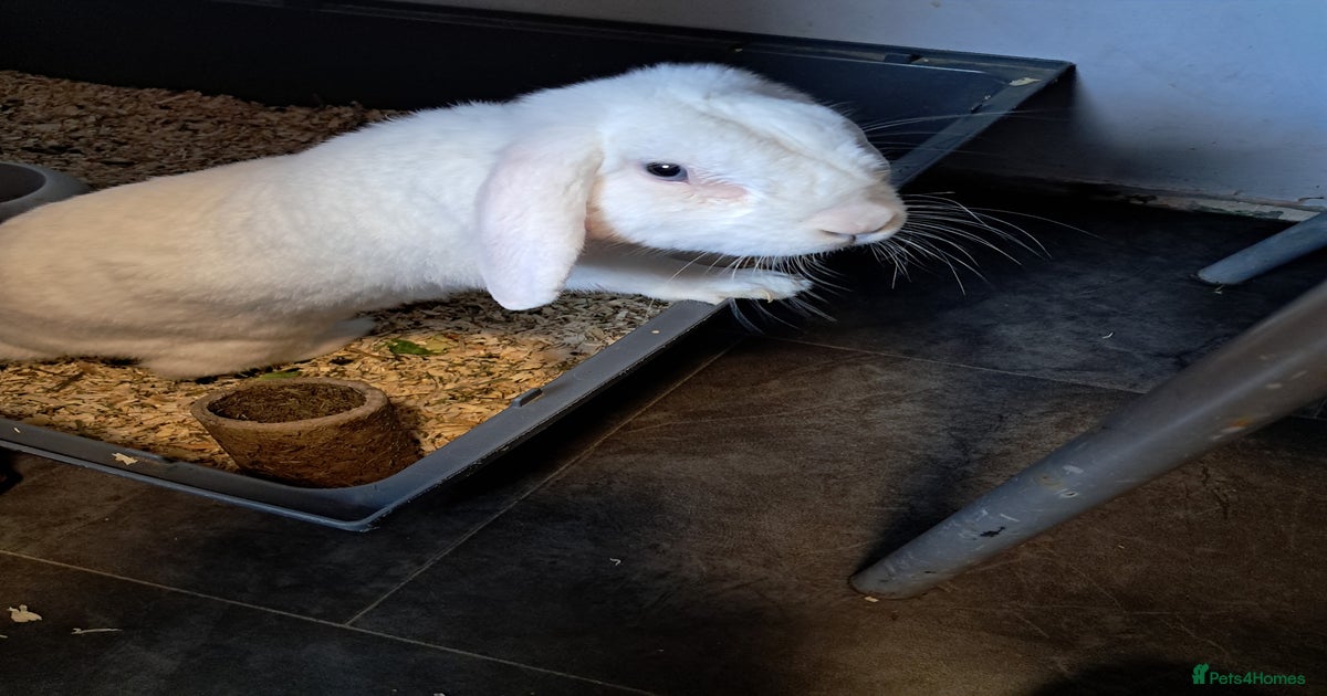 mini lop 2year buck muffin for sale in Reading | Pets4Homes