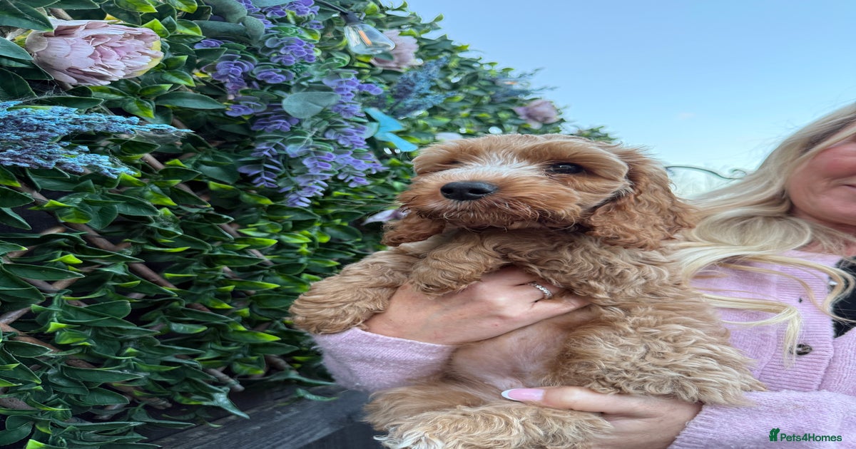 Adorable F2 Cockapoo Puppies 🐾 for sale in Manchester | Pets4Homes