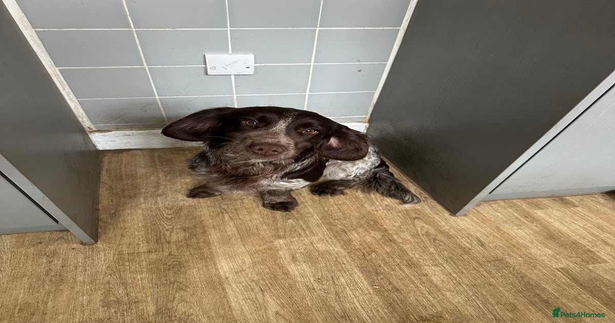 Sprocker x border collie for sale in Bourne | Pets4Homes