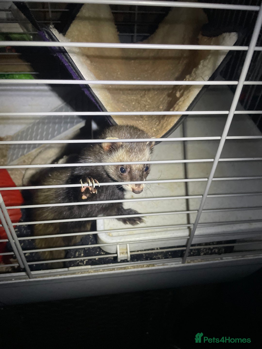 Micro Ferret rodents for sale | Pets4Homes