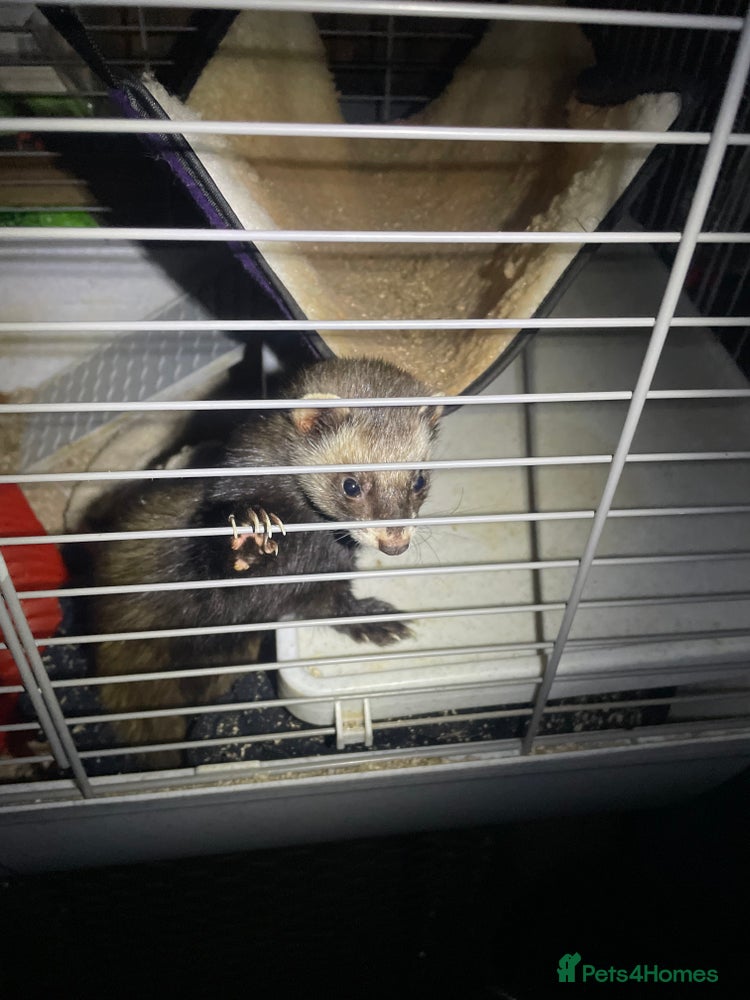 Micro Ferret rodents for sale | Pets4Homes
