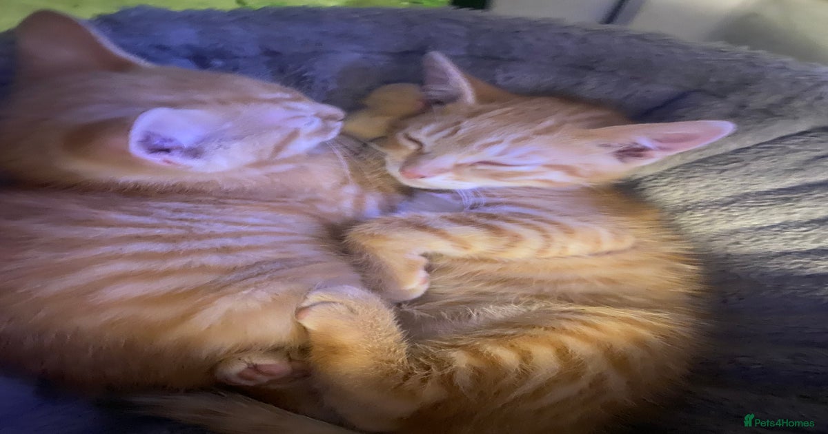 Two beautiful ginger Tom kittens for sale in Stansted | Pets4Homes
