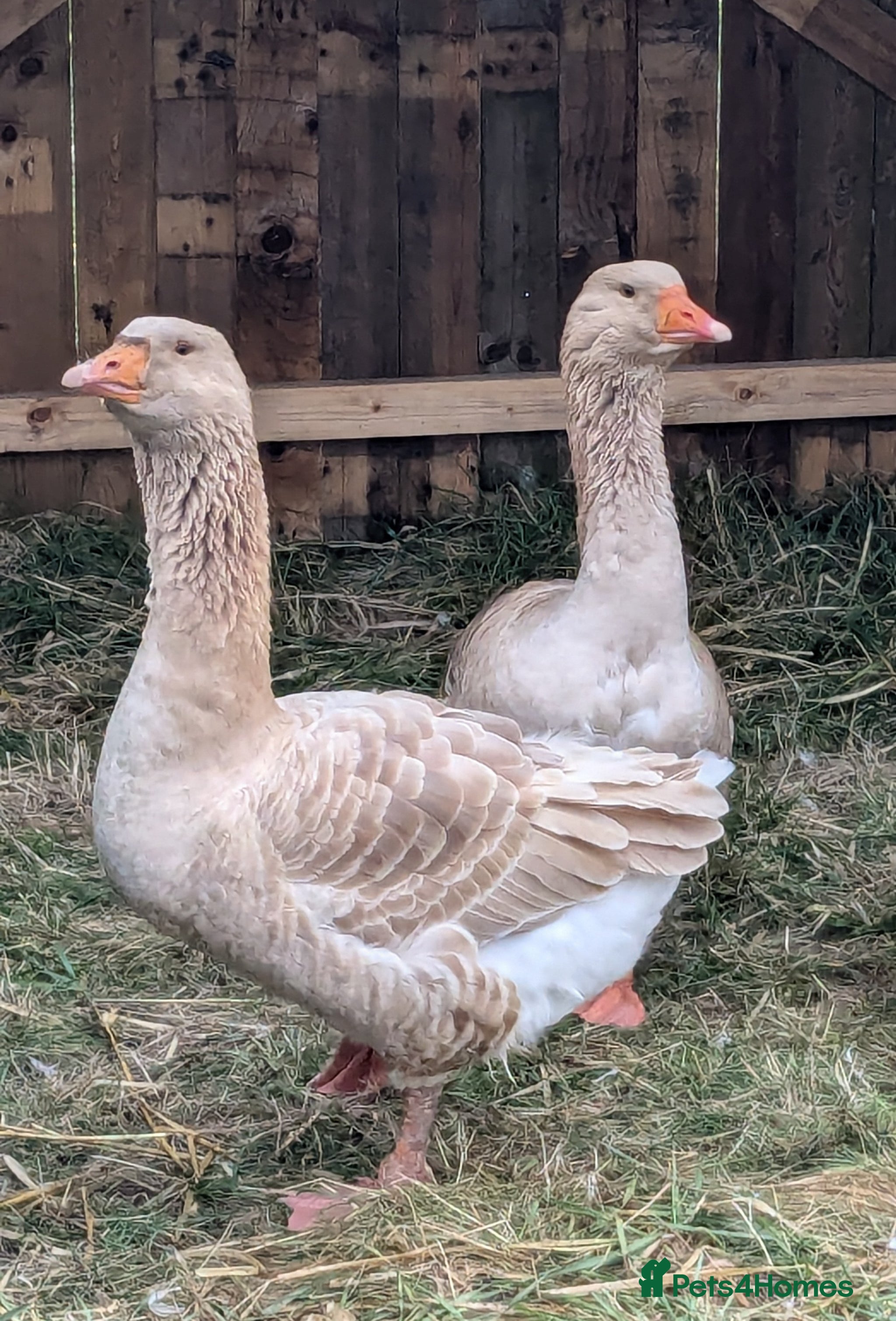 Geese poultry for sale | Pets4Homes