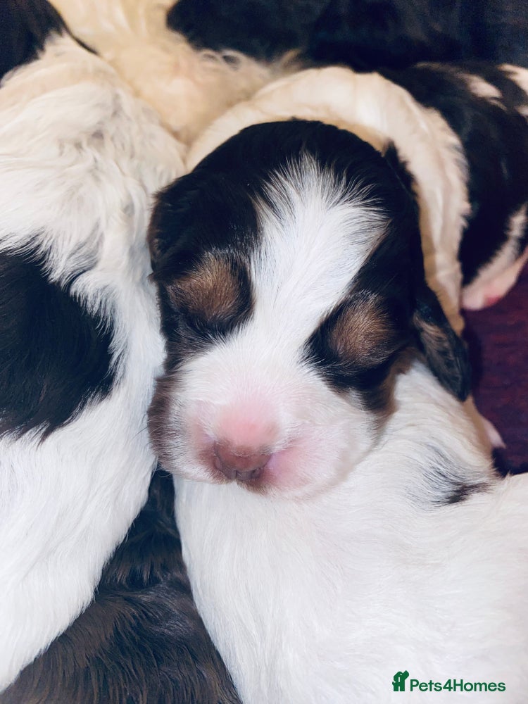 Sproodle Dogs Breed - Information, Temperament, Size & Price | Pets4Homes