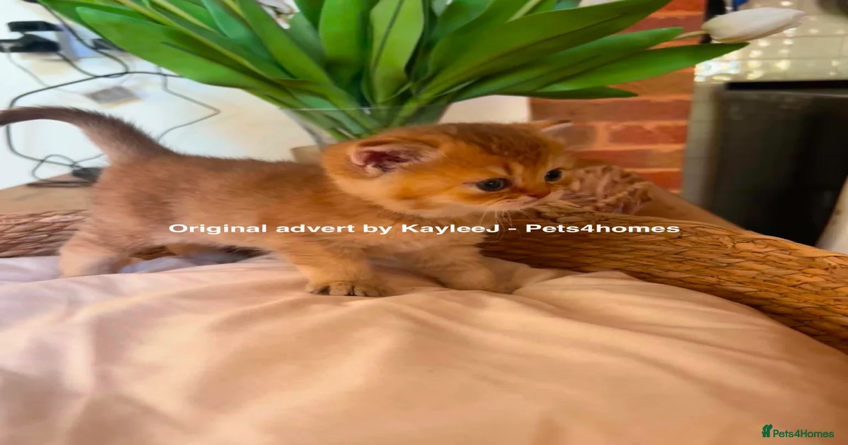 Kittens for sale | Pets4Homes