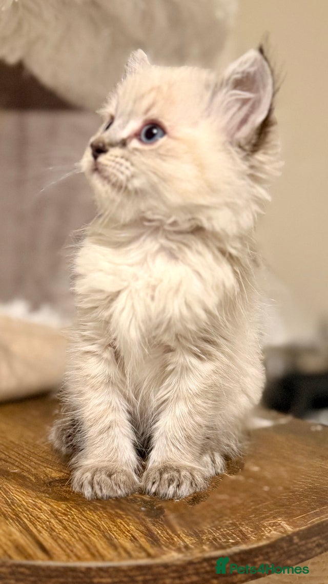 Beautiful ragdoll kitten for sale in Manchester | Pets4Homes