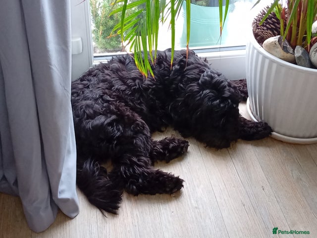 Lovely 10 month old Black Cockerpoo for sale in Lincoln | Pets4Homes