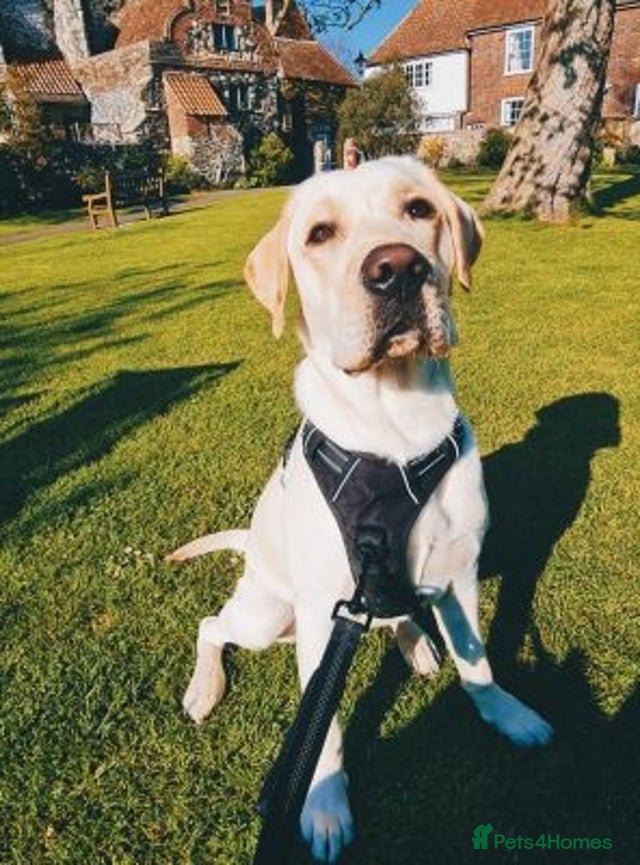 Active Labrador retriever girl for sale in Edinburgh | Pets4Homes