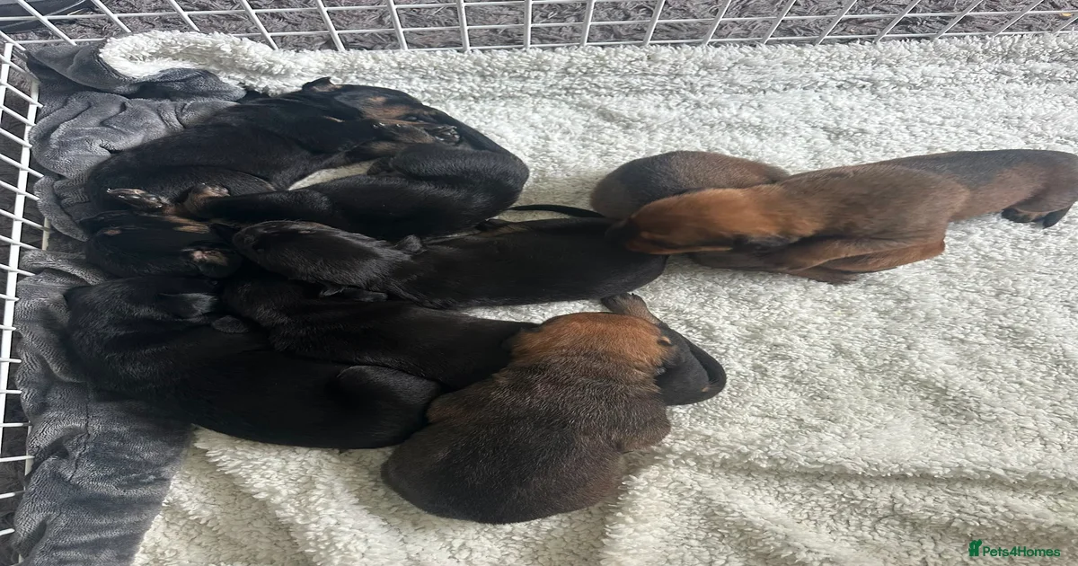 Mixed Breed Puppies for sale | Pets4Homes