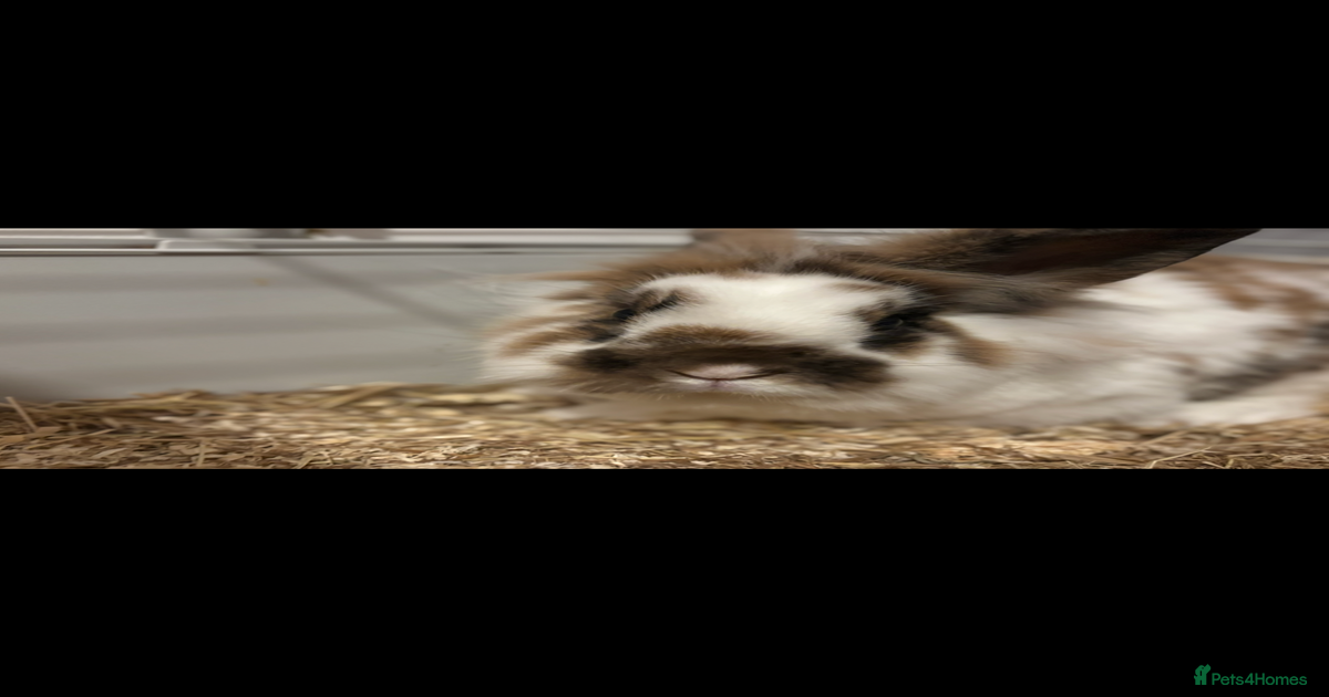 Neutered male lion head for sale in Colne | Pets4Homes