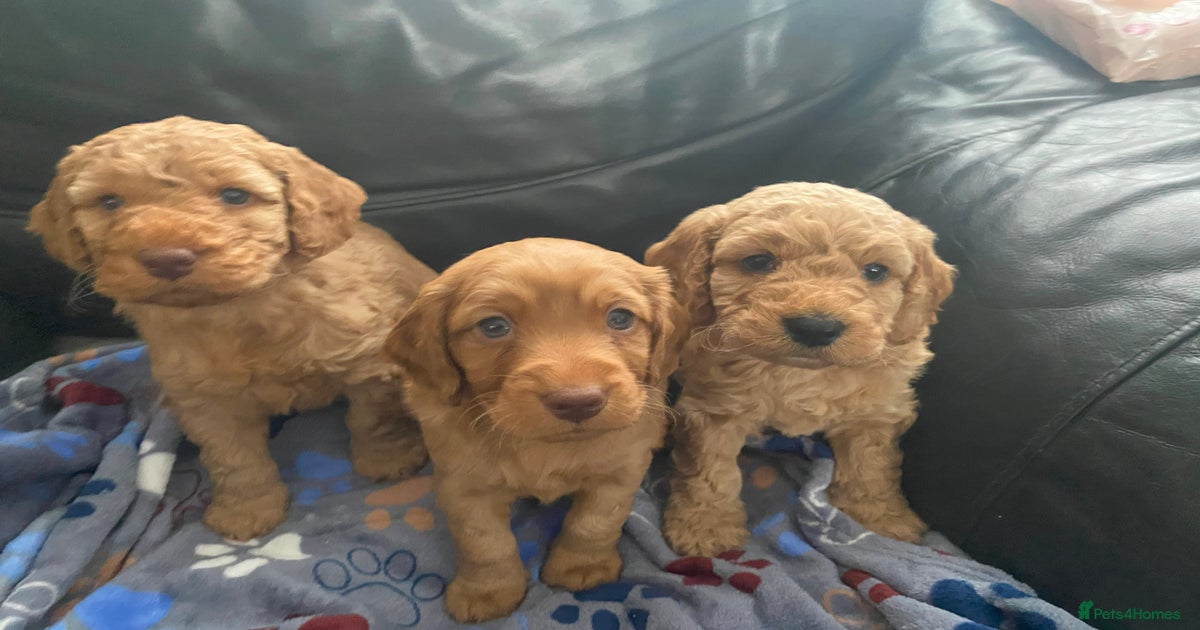 Cockapoo F2 puppies for sale in Newcastle upon Tyne | Pets4Homes