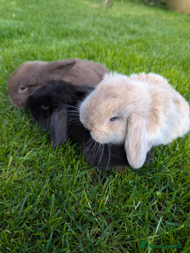 Adorable mini lops for sale for sale in Newport | Pets4Homes