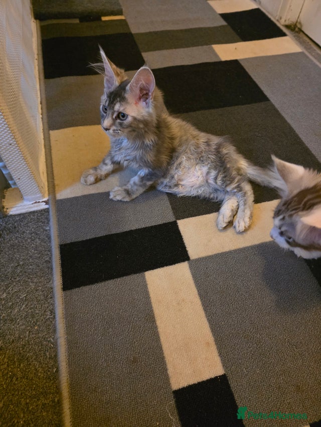 TICA REGISTERED STUNNING MAINE COON KITTENS for sale in Blackpool ...