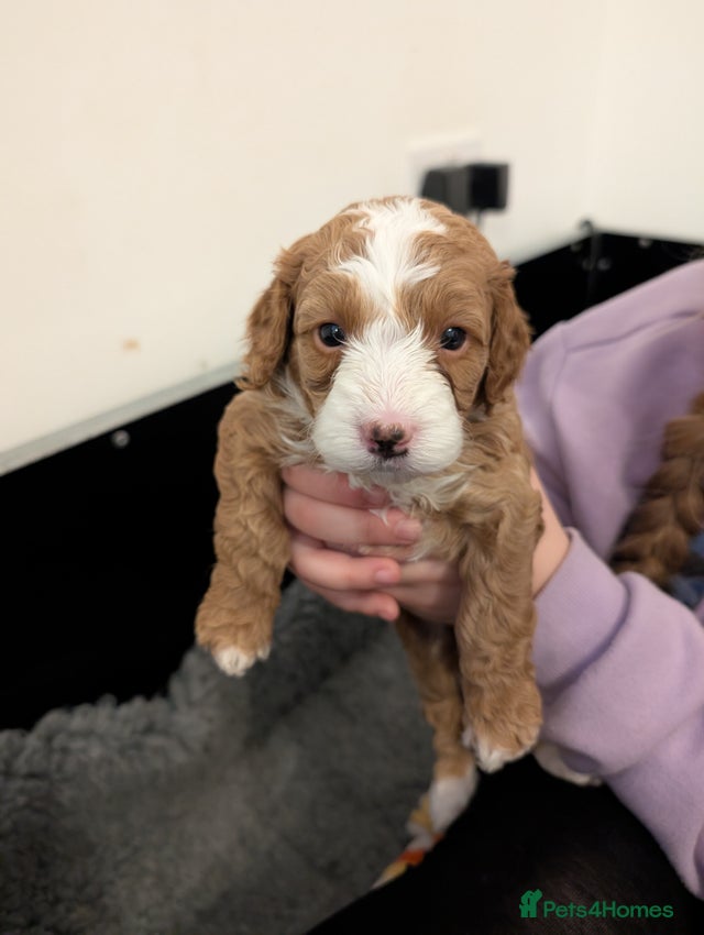 Beautiful Homebred F1B sproodle puppies for sale in Winscombe | Pets4Homes