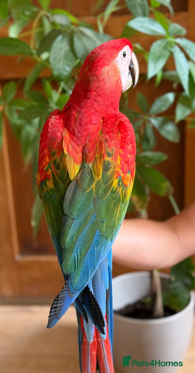 Beautiful Ruby Macaw for sale in Stowmarket | Pets4Homes