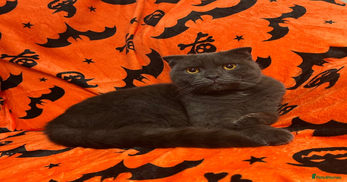 British short hair and Scottish fold boys for sale in Wolverhampton ...