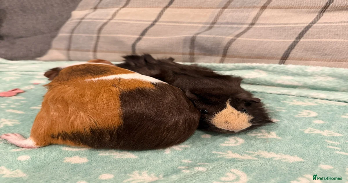 Rocky 1 Year Old Male Dark Brown/Blonde Guinea Pig for sale in ...