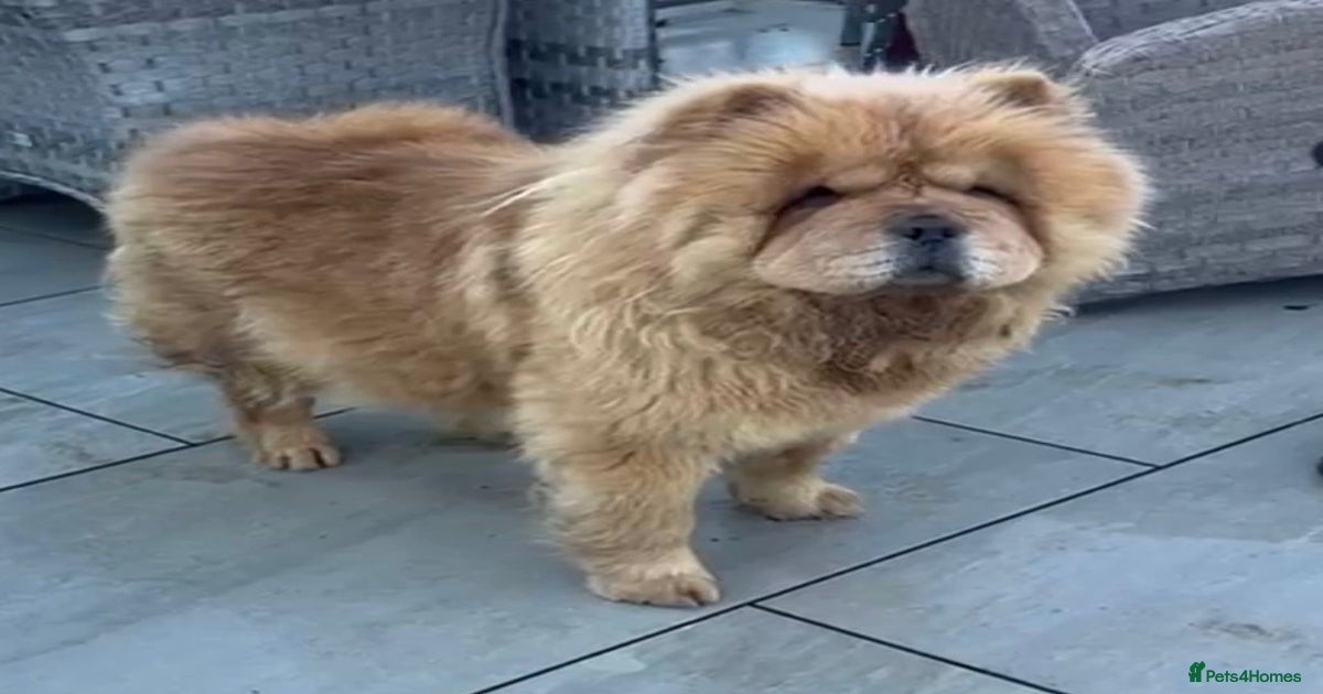 Chow chow female looking new home for sale in Spalding | Pets4Homes