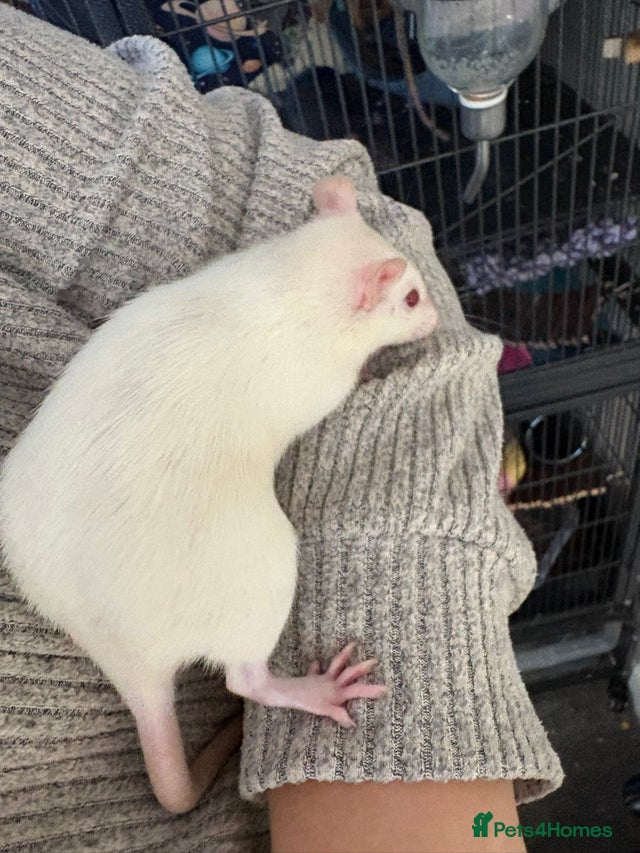 Fancy Siamese rats for sale in Sheffield | Pets4Homes