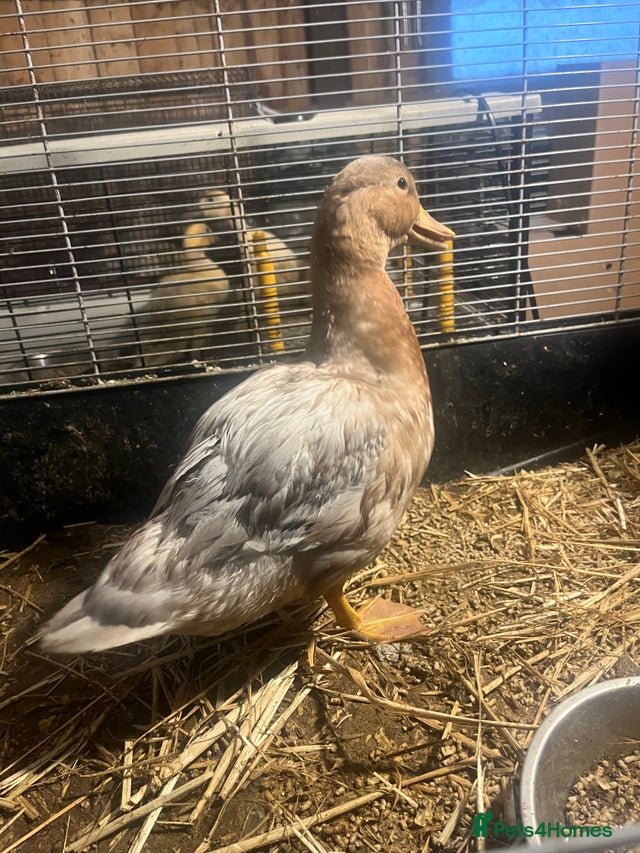 Young Male Apricot Call Ducks for sale in Bolton for sale in Bolton ...