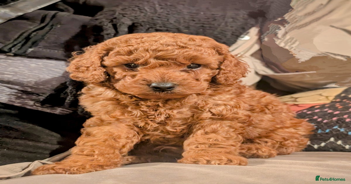 Stunning fox red toy show cockapoo puppy for sale for sale in Newport ...