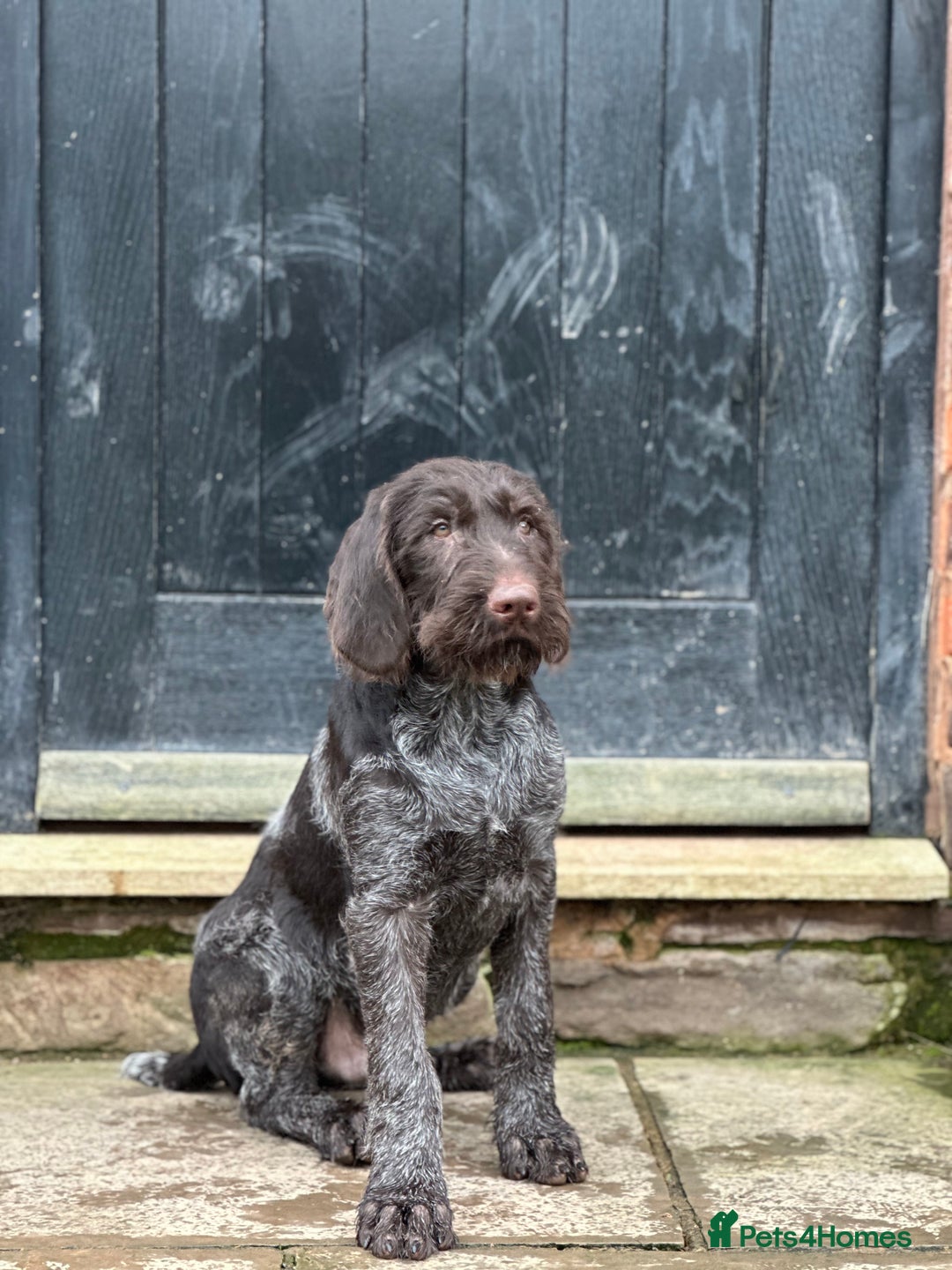 German Wirehaired Pointer Dogs Breed - Information, Temperament, Size ...