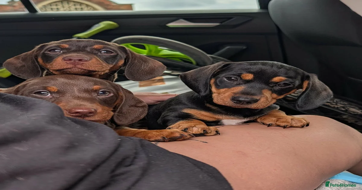 Mini Pets & Animals for sale | Pets4Homes