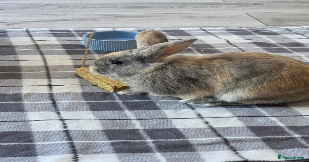 Mixed Breed Rabbits for Sale for sale in Leeds, West Yorkshire | Pets4Homes