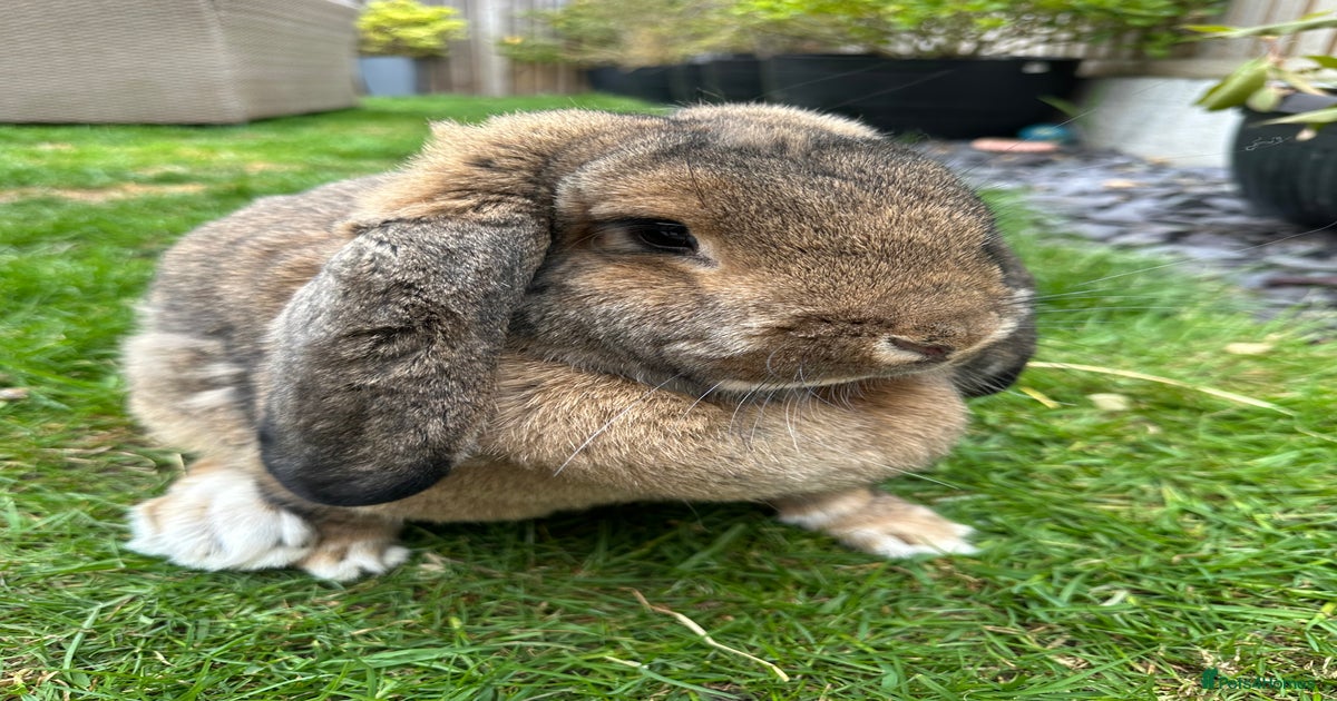 German Lop Female rabbit For Sale for sale in Doncaster | Pets4Homes