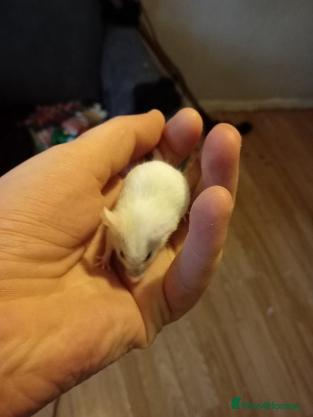Male Fancy mice Available From the 15/12/2025 for sale in Birmingham ...