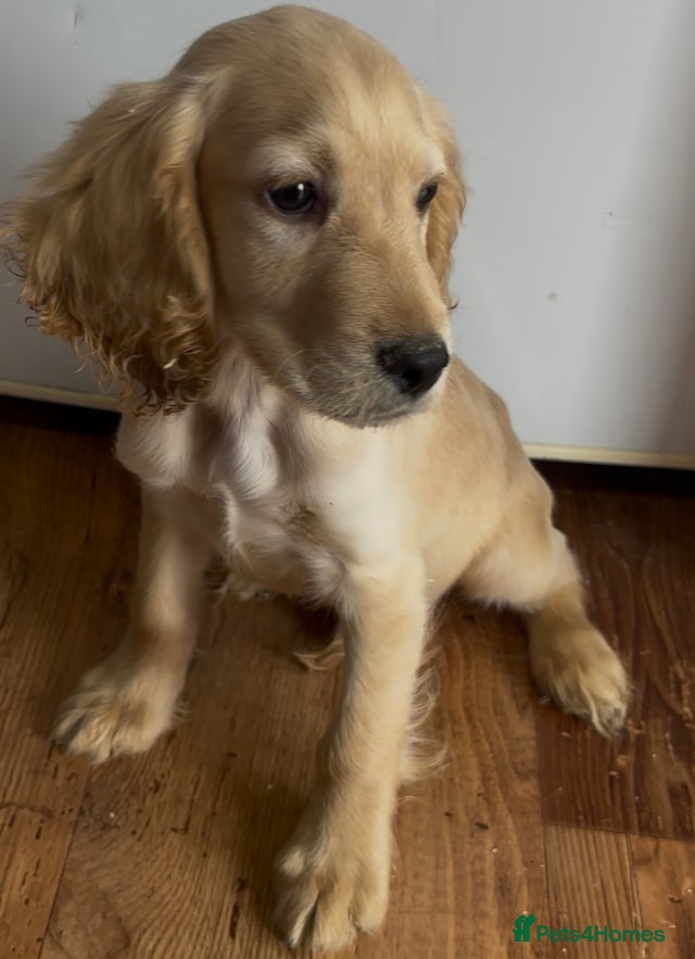 Beautiful gold cocker spaniels for sale for sale in Hornchurch | Pets4Homes