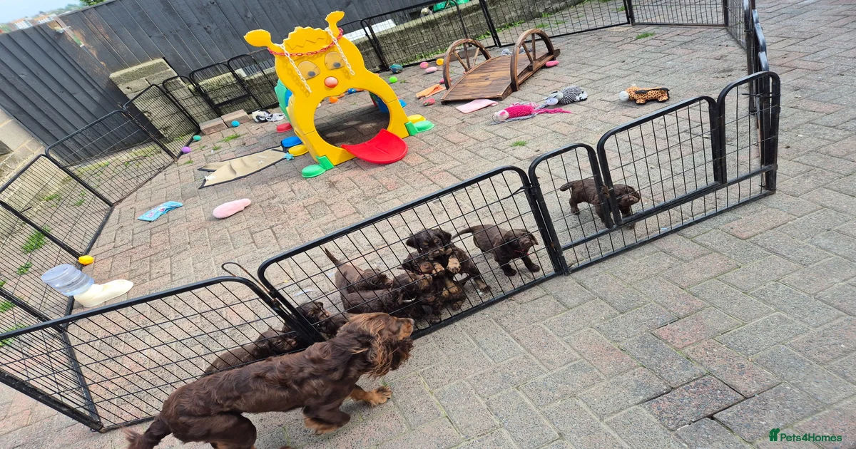 Puppies for sale in England | Pets4Homes